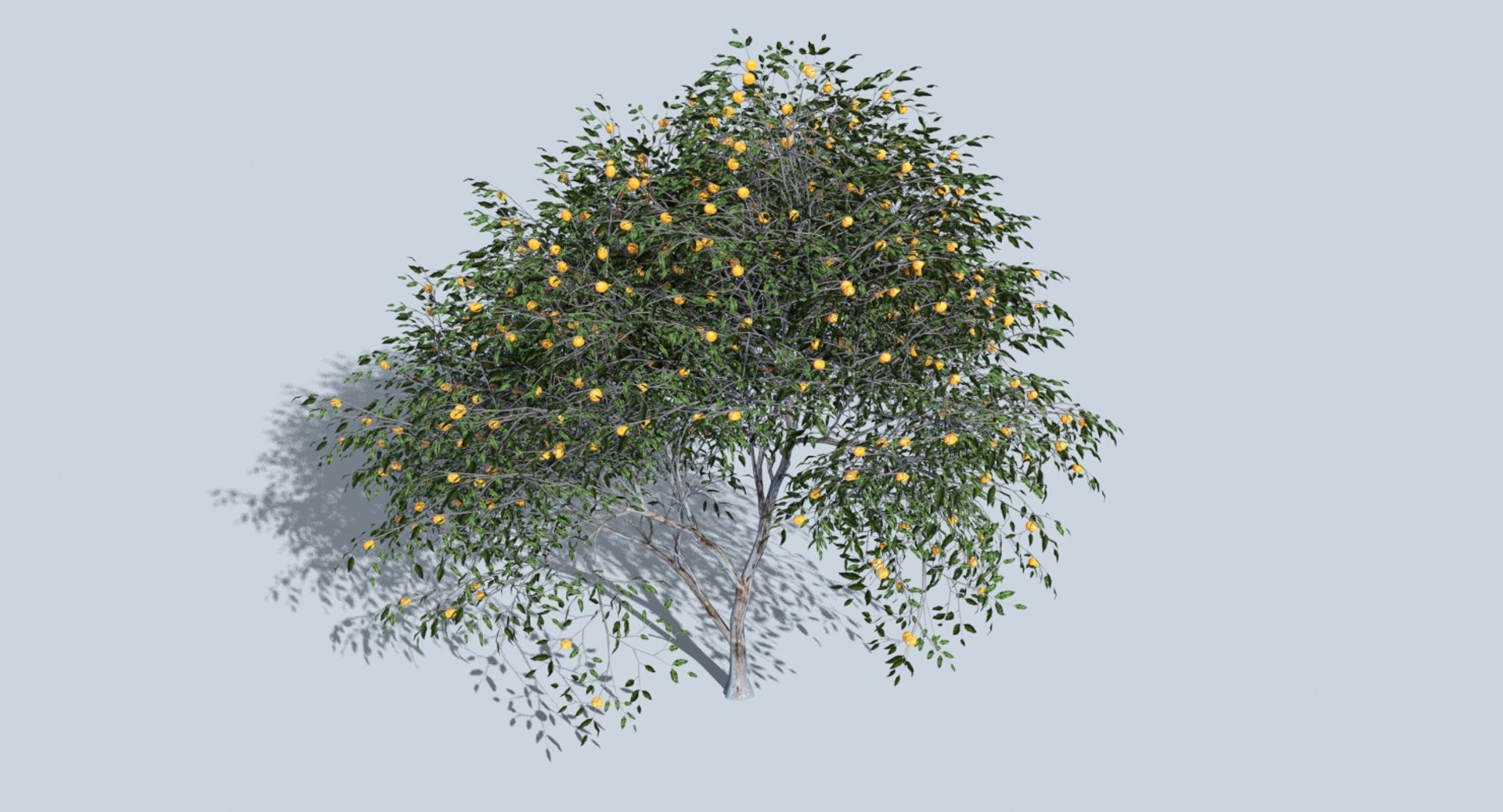 3D Model Realistic Fruit Tree Mandarine - TurboSquid 1377404