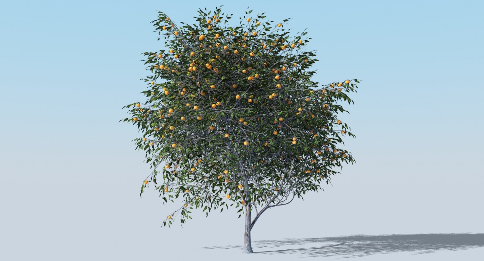 3D Model Realistic Fruit Tree Mandarine - TurboSquid 1377404