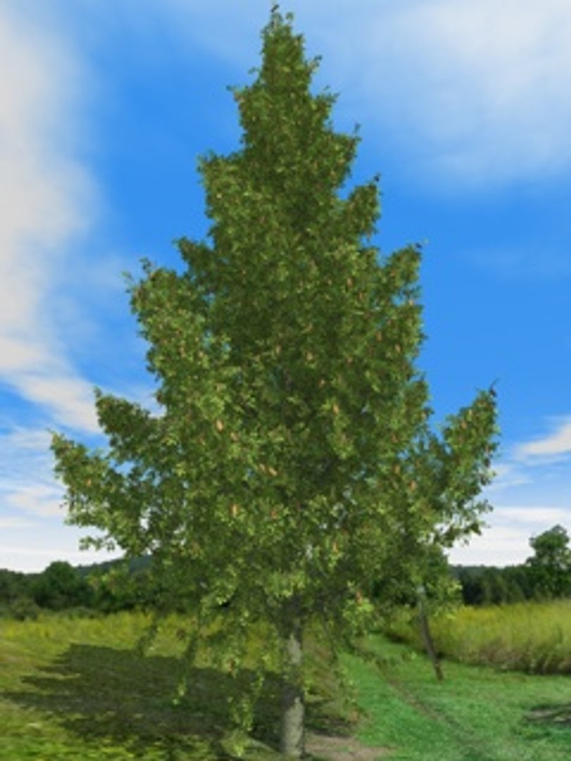 3d-trees Fir C4d Free