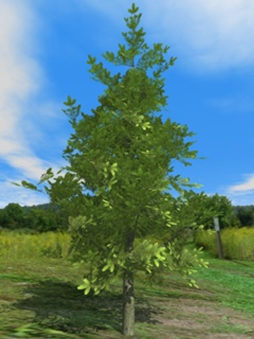 3d-trees Fir C4d Free