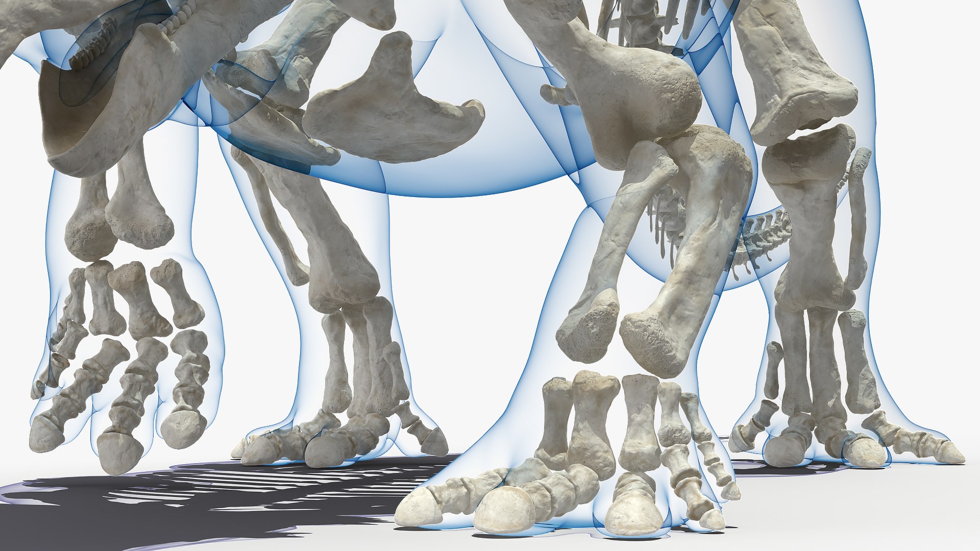 3D Triceratops Skeleton Walking Pose - TurboSquid 1503510