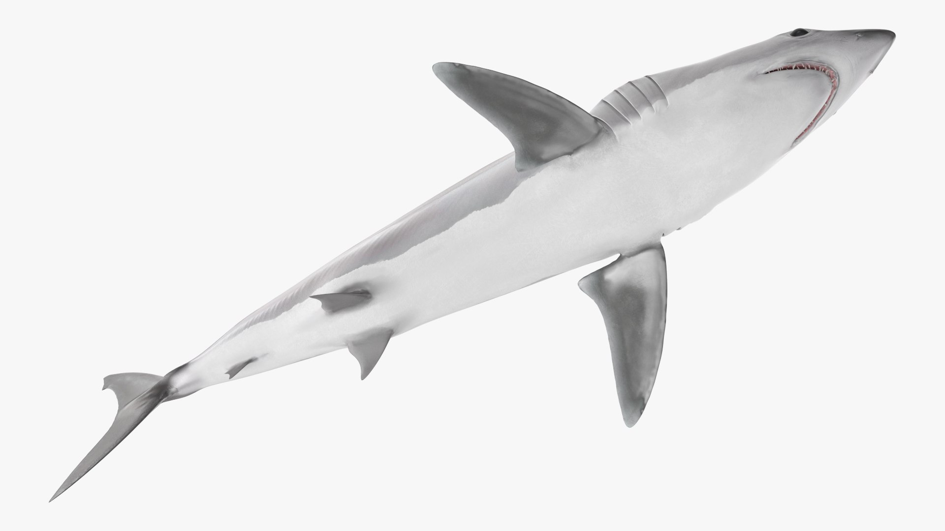 3D Model Realistic Shortfin Mako Shark Rigged For Maya - TurboSquid 2357126