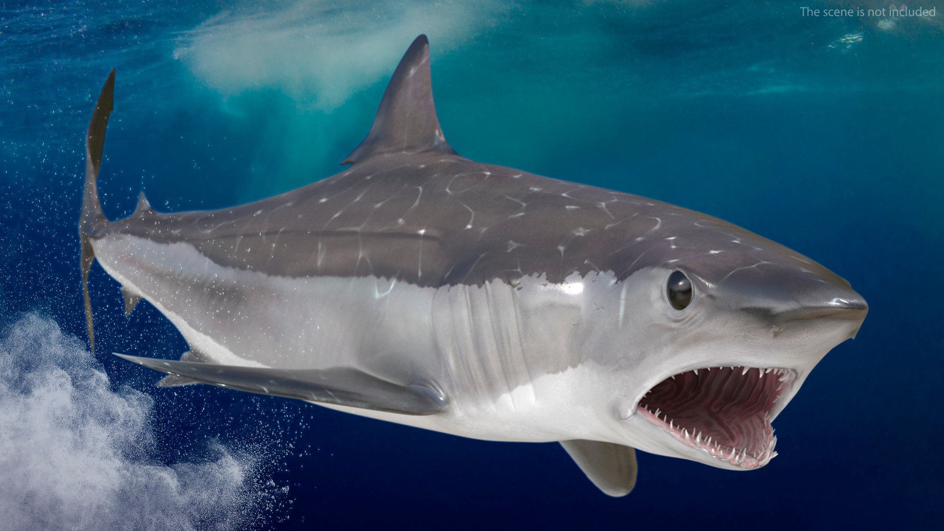 3D Model Realistic Shortfin Mako Shark Rigged For Maya - TurboSquid 2357126