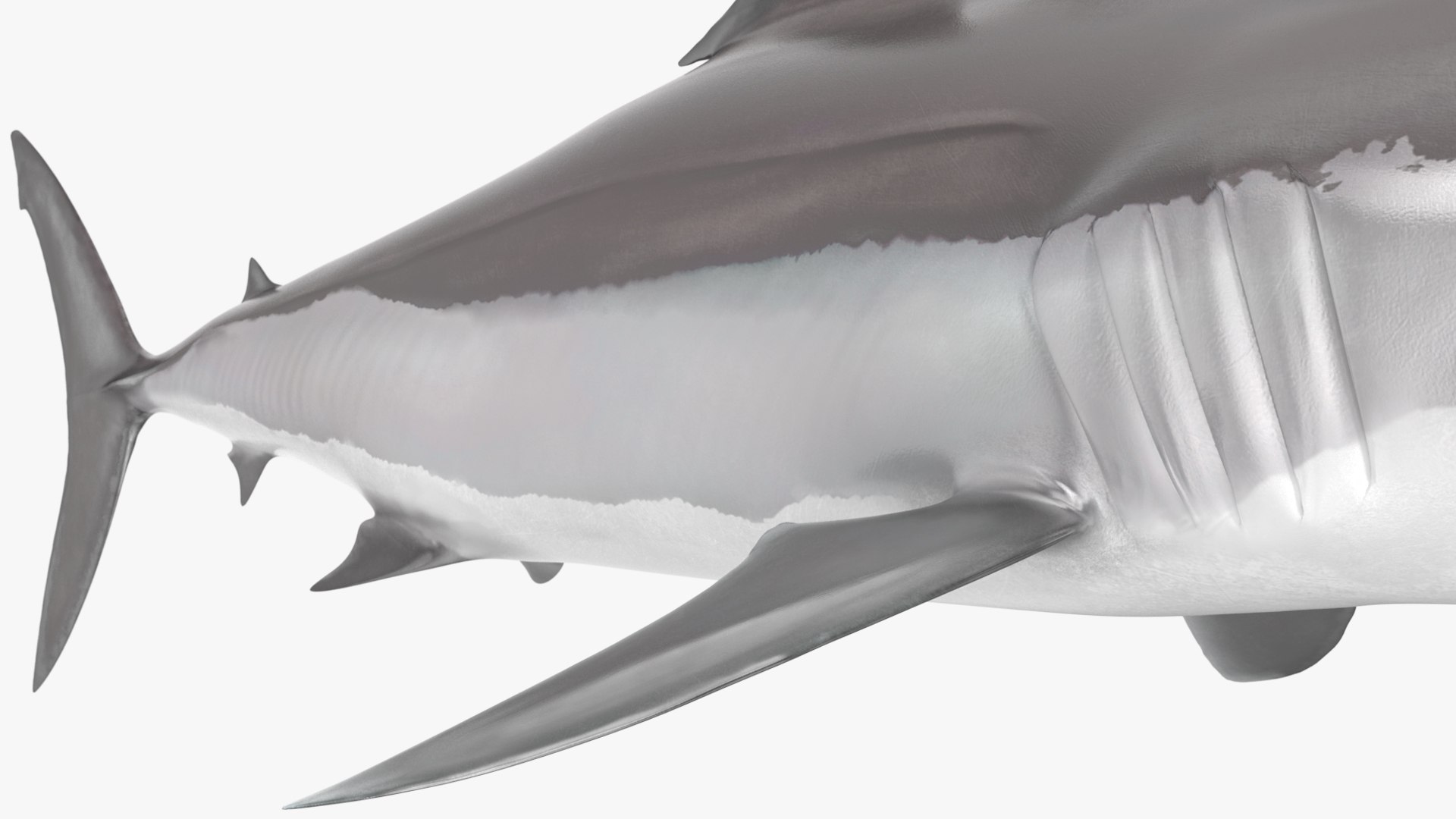 3D Model Realistic Shortfin Mako Shark Rigged For Maya - TurboSquid 2357126