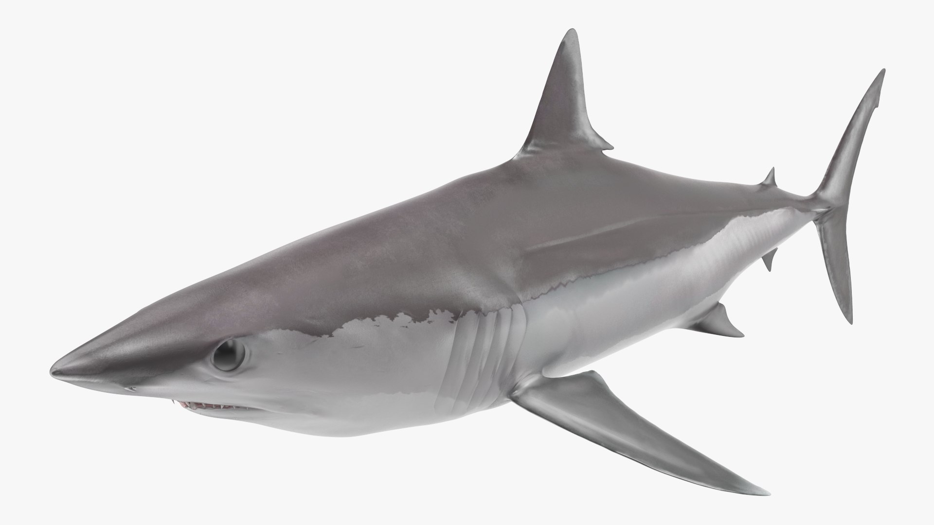 3D Model Realistic Shortfin Mako Shark Rigged For Maya - TurboSquid 2357126