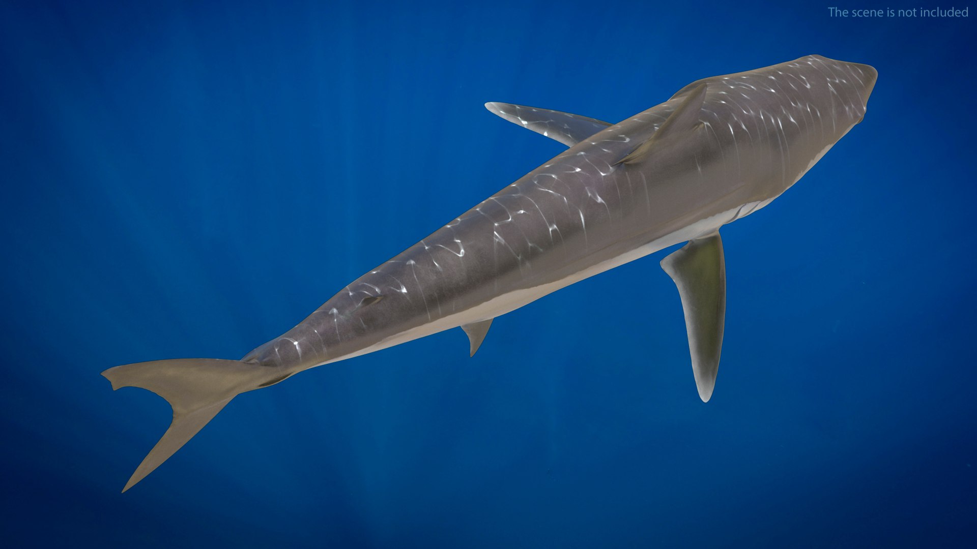 3D Model Realistic Shortfin Mako Shark Rigged For Maya - TurboSquid 2357126