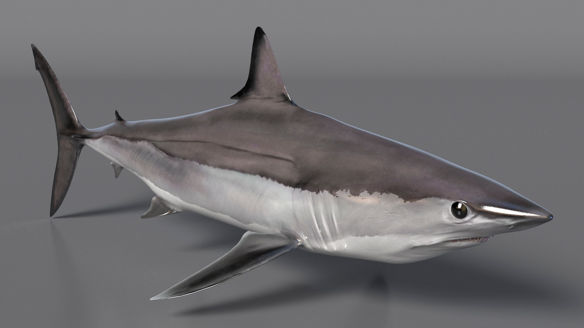 3D Model Realistic Shortfin Mako Shark Rigged For Maya - TurboSquid 2357126