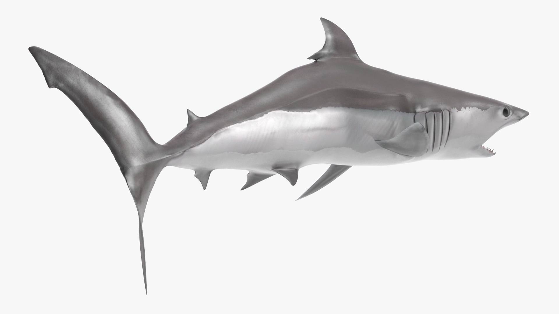3D Model Realistic Shortfin Mako Shark Rigged For Maya - TurboSquid 2357126