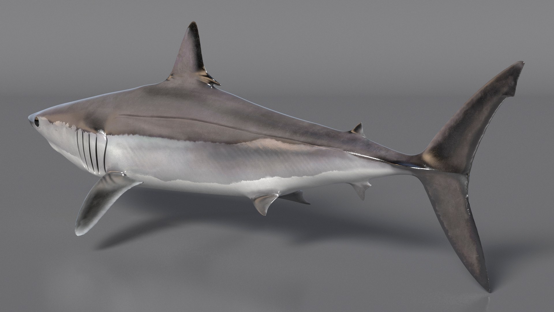3D Model Realistic Shortfin Mako Shark Rigged For Maya - TurboSquid 2357126