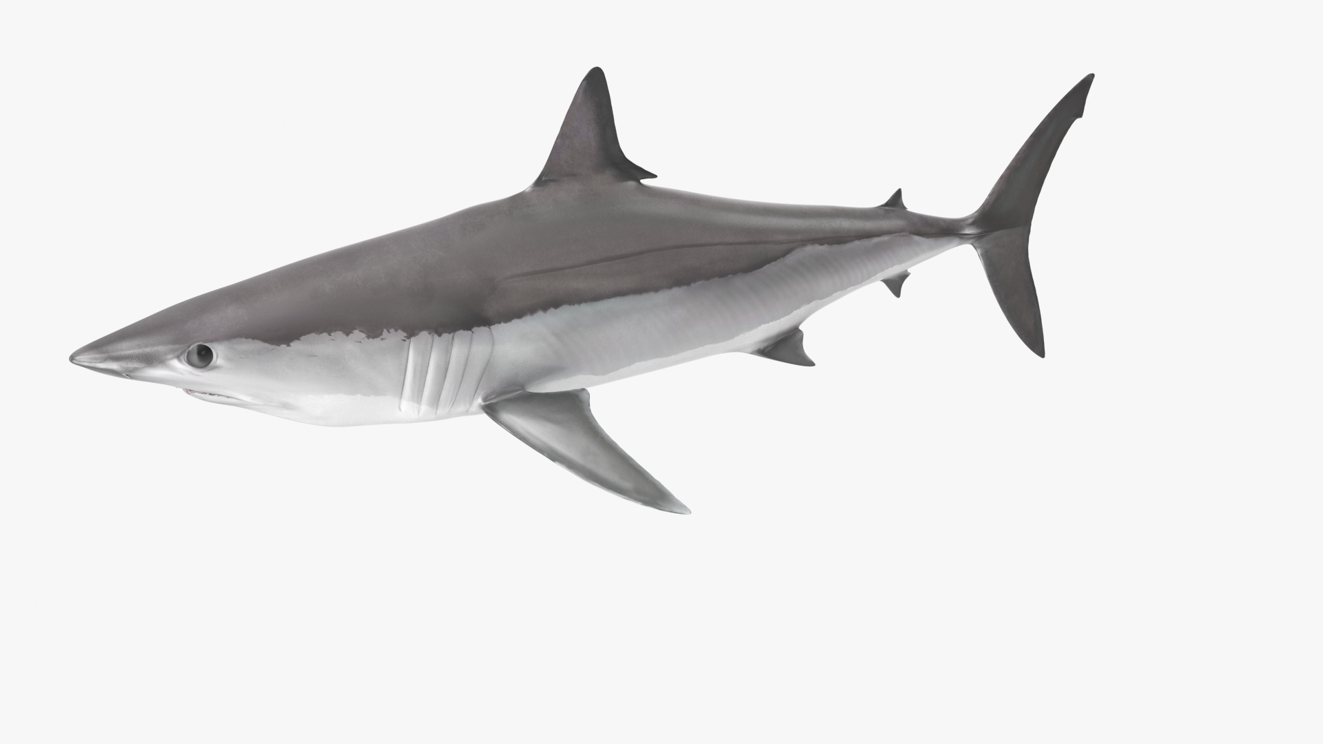 3D Model Realistic Shortfin Mako Shark Rigged For Maya - TurboSquid 2357126