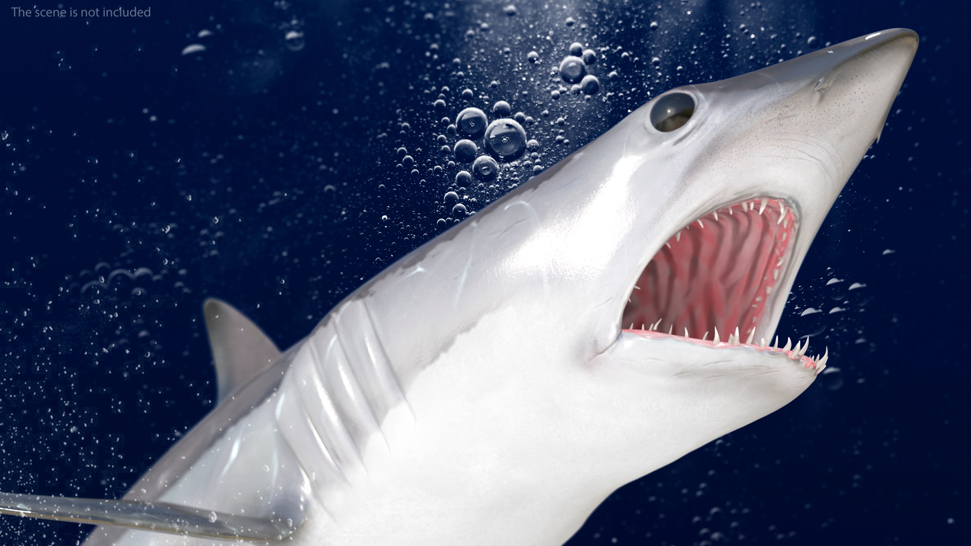 3D Model Realistic Shortfin Mako Shark Rigged For Maya - TurboSquid 2357126