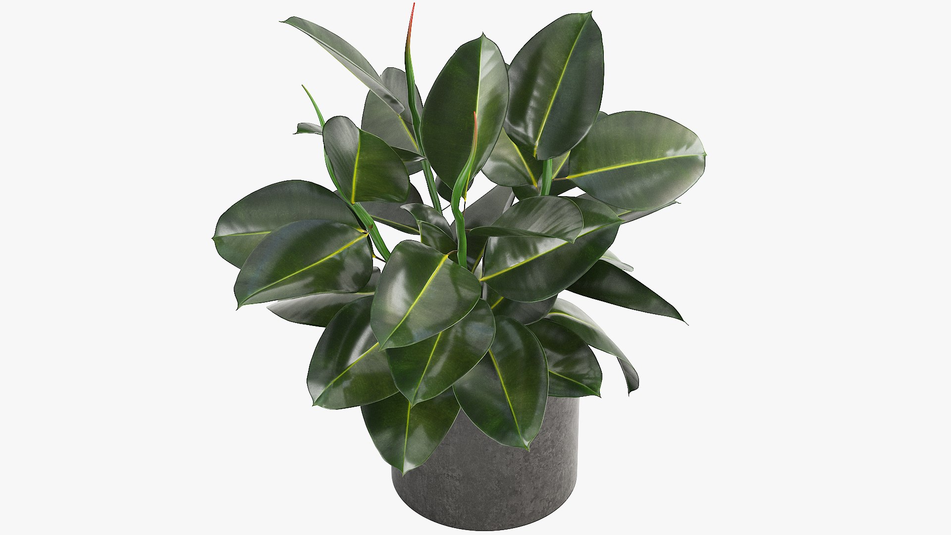 3D Ficus - TurboSquid 1509098