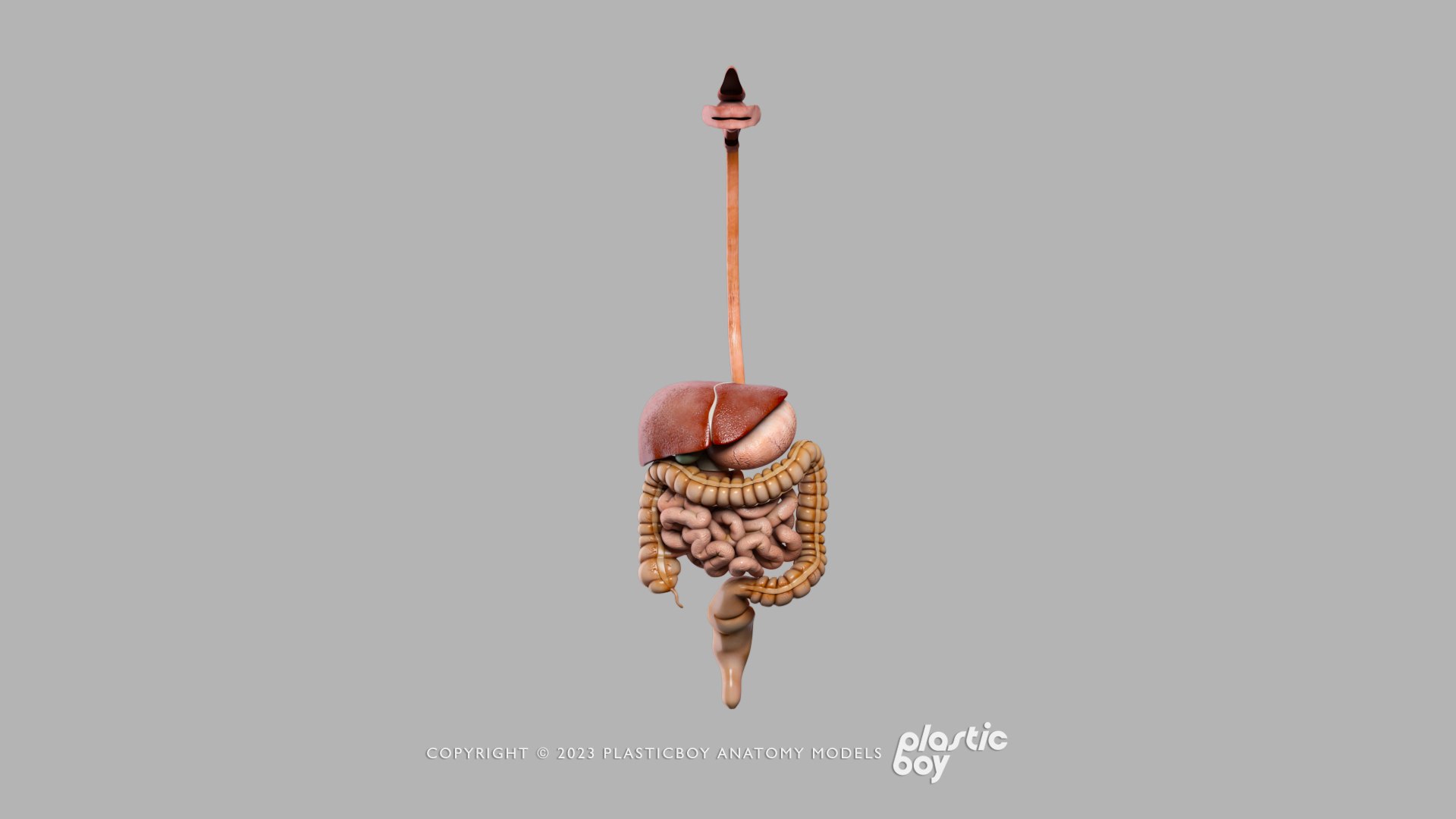 MAYA RIGGED Complete Male Anatomy PACK V7 3D Model - TurboSquid 2153478