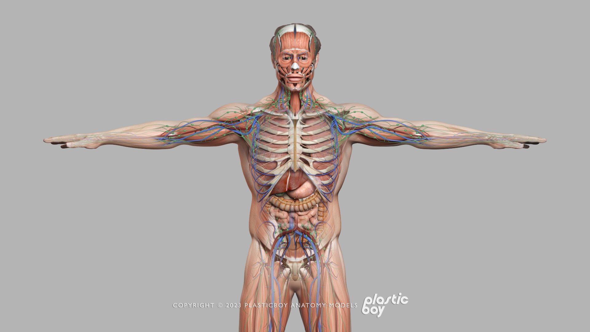 MAYA RIGGED Complete Male Anatomy PACK V7 3D Model - TurboSquid 2153478