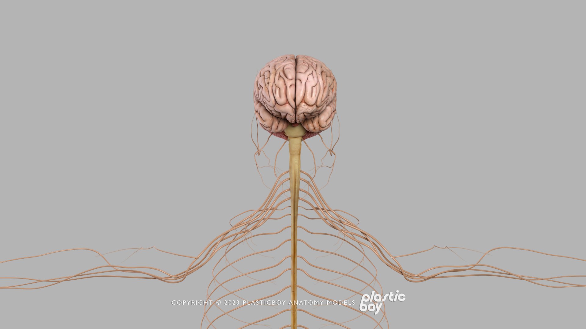 MAYA RIGGED Complete Male Anatomy PACK V7 3D Model - TurboSquid 2153478