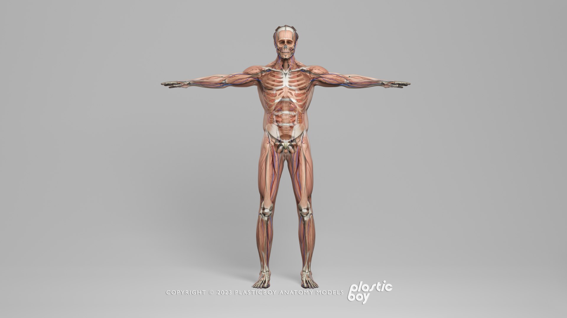 MAYA RIGGED Complete Male Anatomy PACK V7 3D Model - TurboSquid 2153478