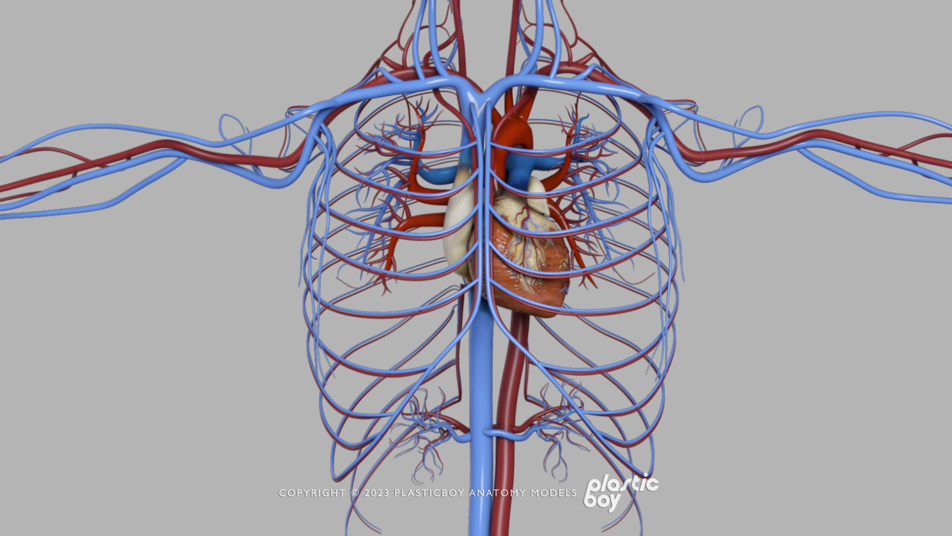 MAYA RIGGED Complete Male Anatomy PACK V7 3D Model - TurboSquid 2153478