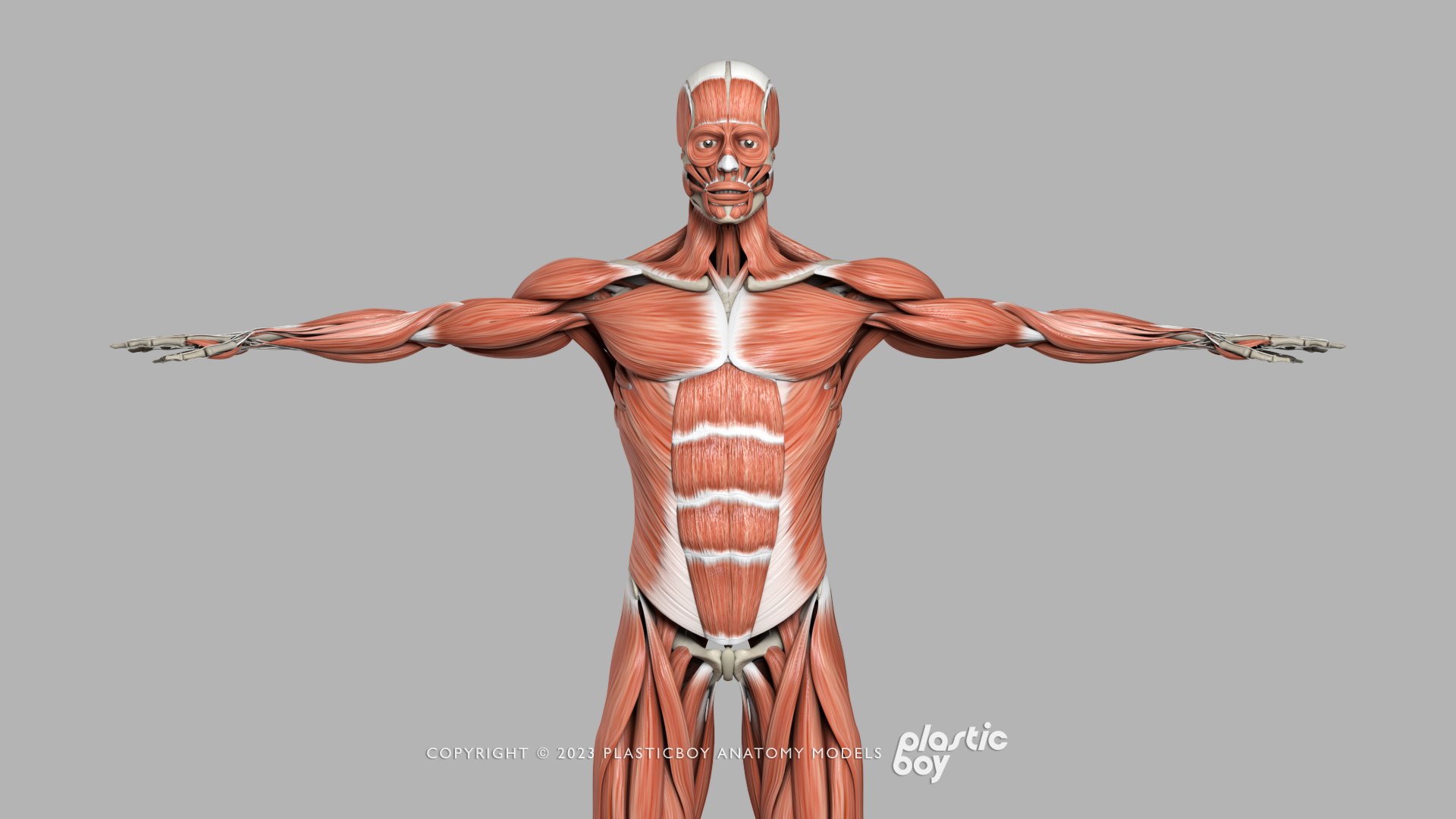 MAYA RIGGED Complete Male Anatomy PACK V7 3D Model - TurboSquid 2153478