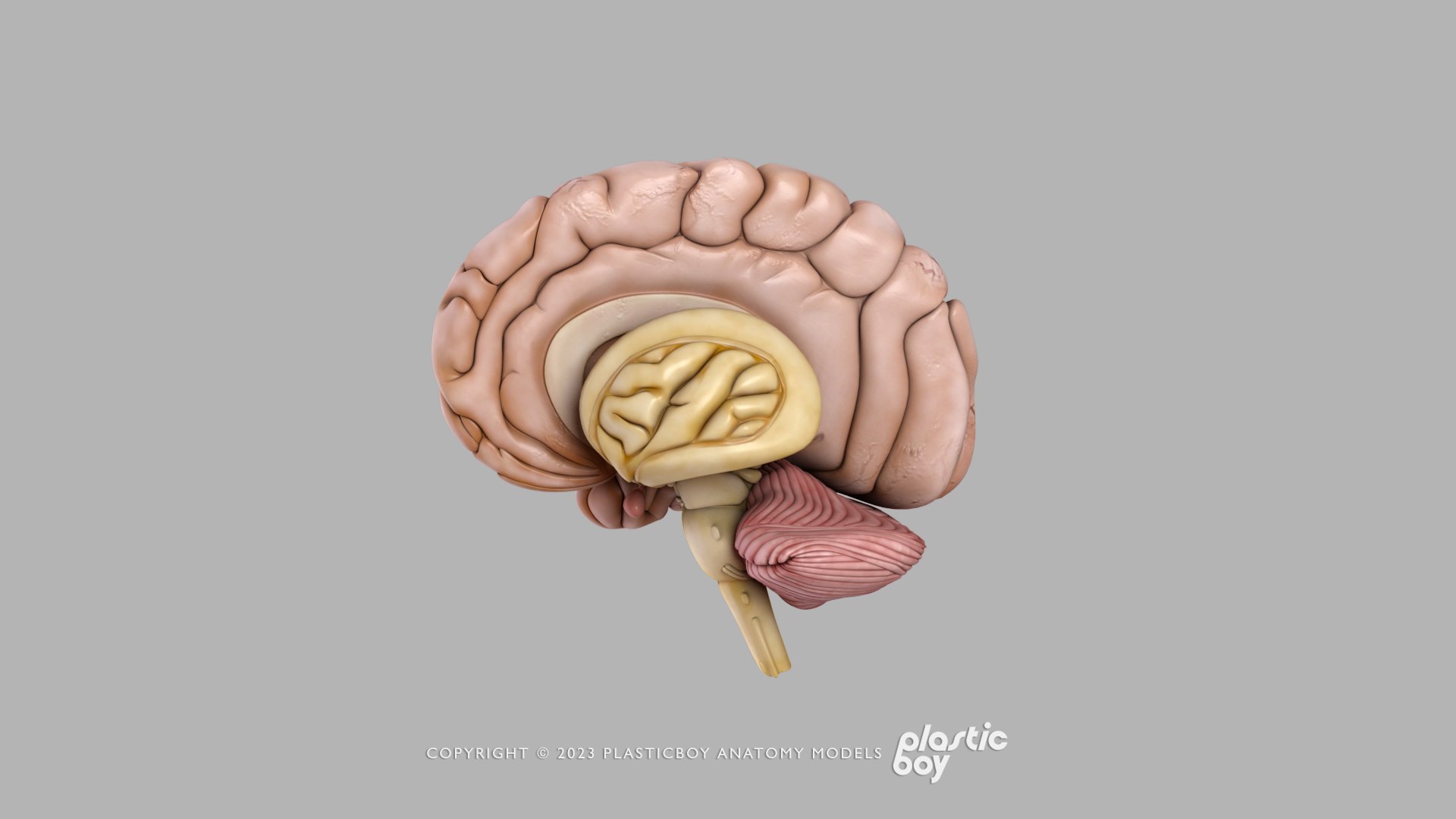 MAYA RIGGED Complete Male Anatomy PACK V7 3D Model - TurboSquid 2153478