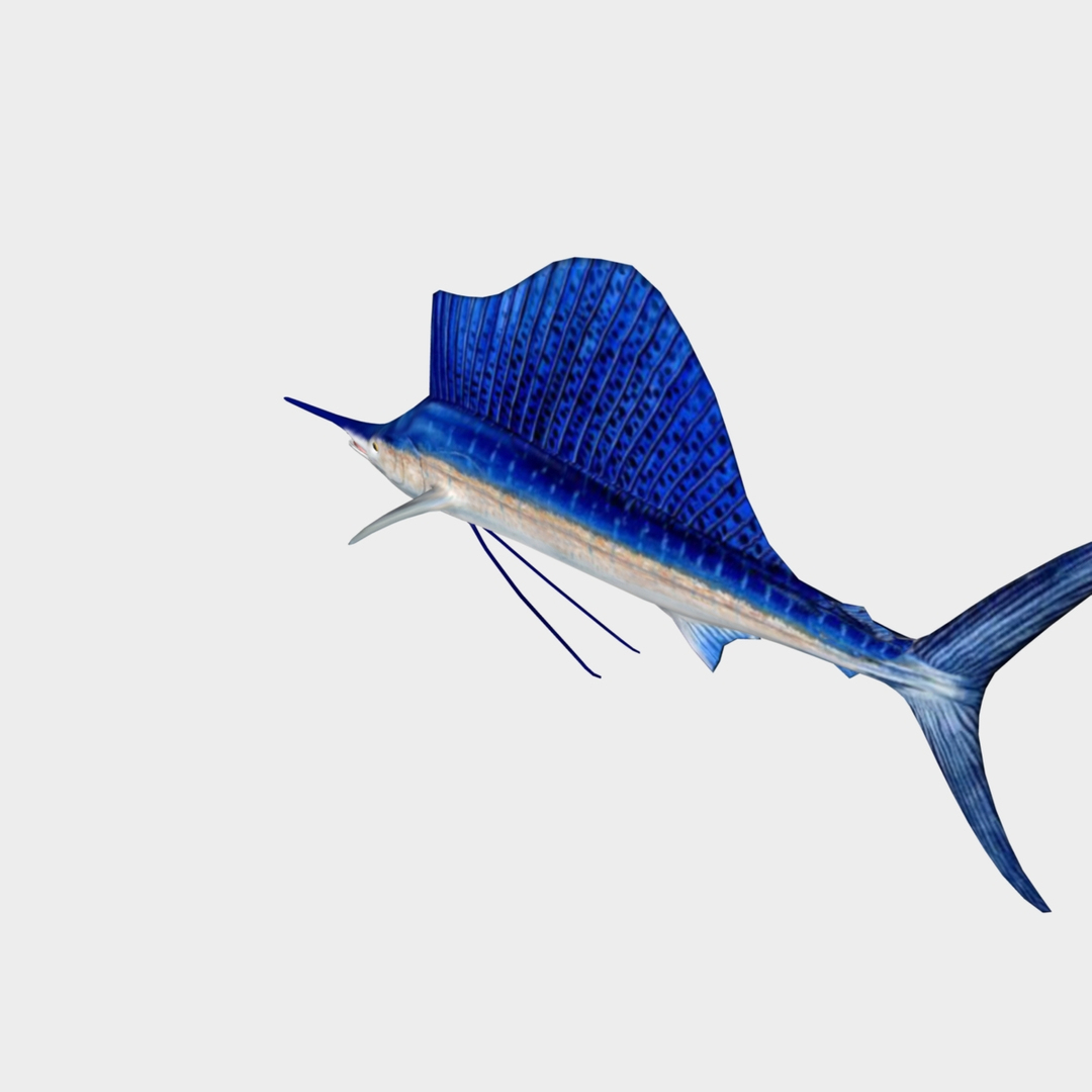 Max Fish Rigged Animation