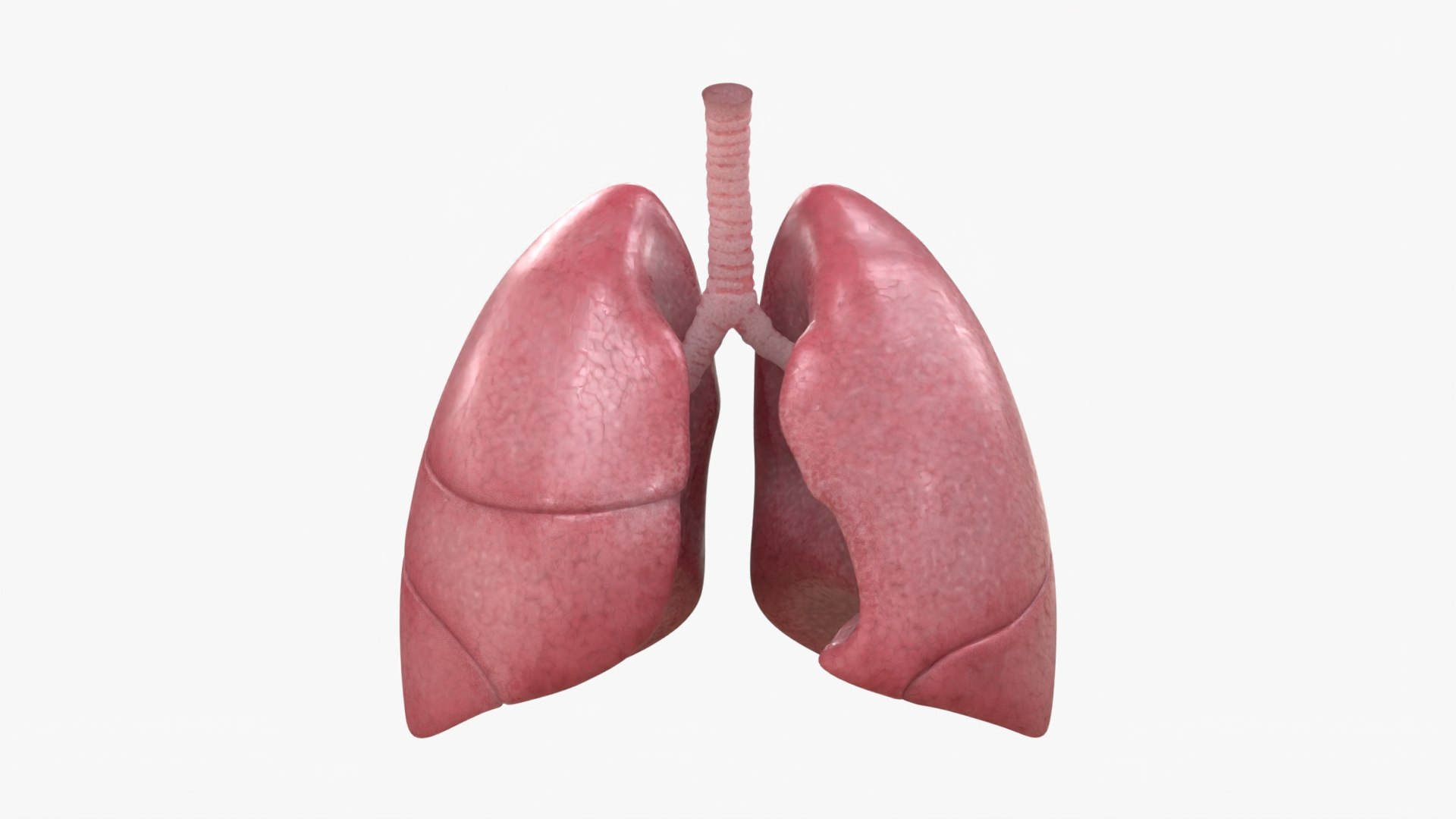 Respiratory System 3D Model - TurboSquid 2100781