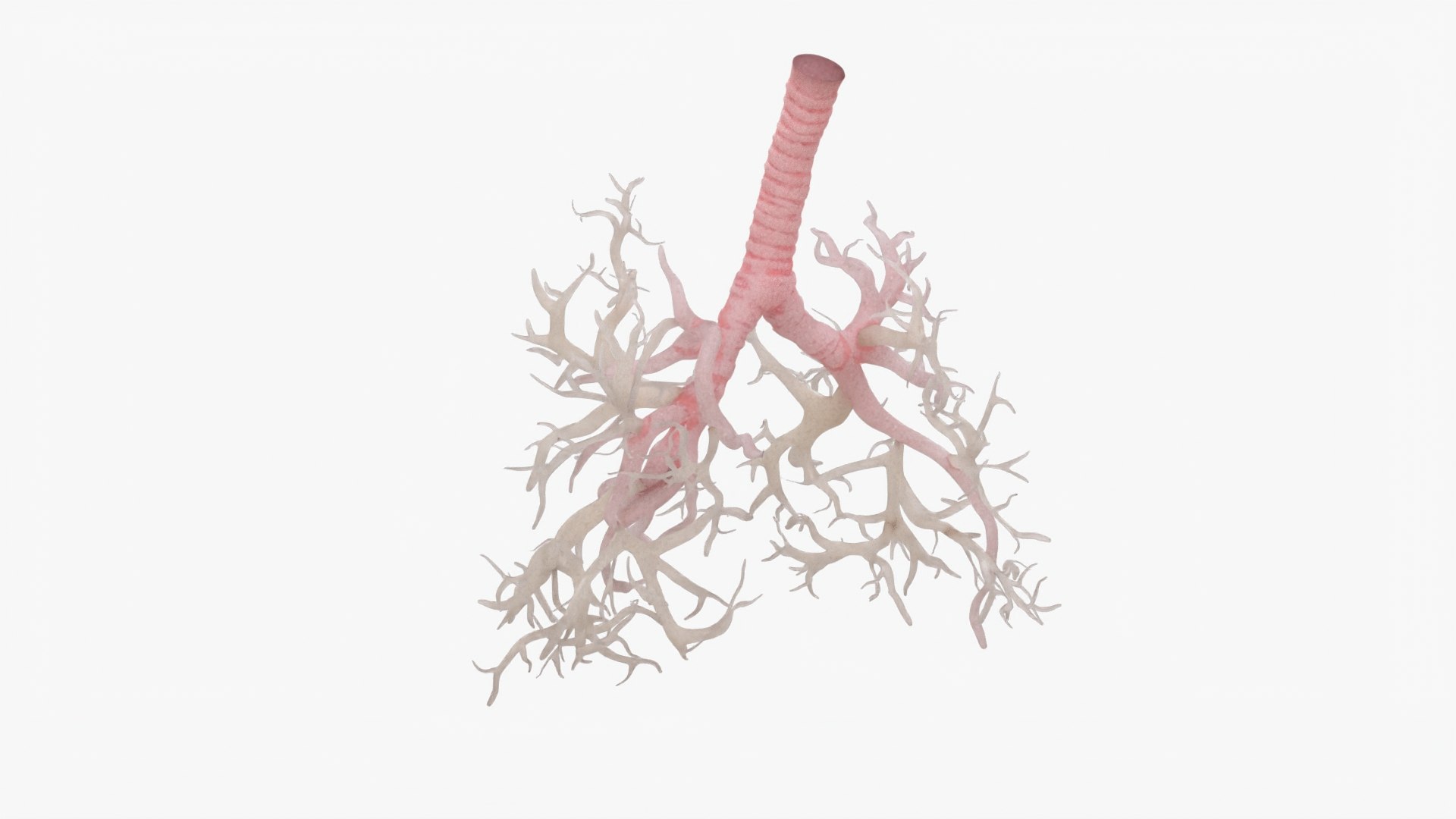 Respiratory System 3D Model - TurboSquid 2100781