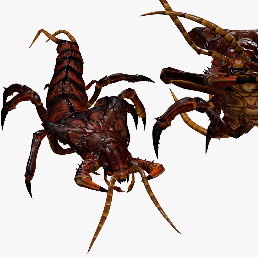 CENTIPEDE Insect Centipede 3D Model - TurboSquid 2162971