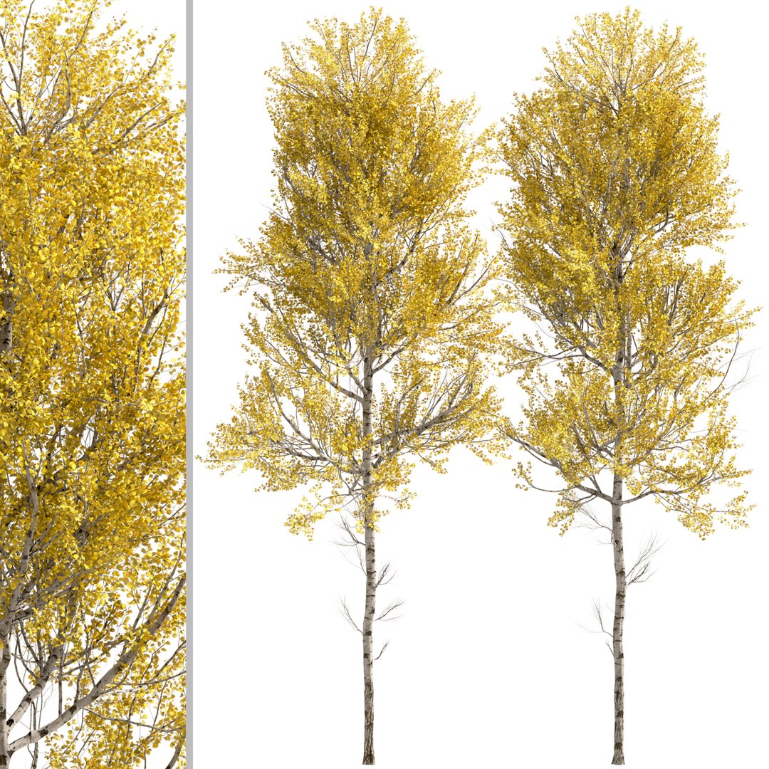 Set Of Aspen Or Populus Tremuloides Tree - 2 Trees Model - TurboSquid ...