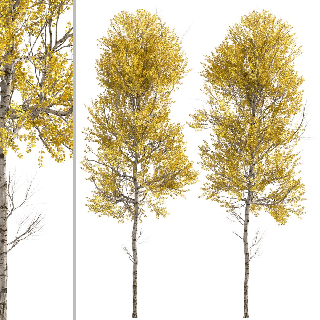 Set Of Aspen Or Populus Tremuloides Tree - 2 Trees Model - TurboSquid ...