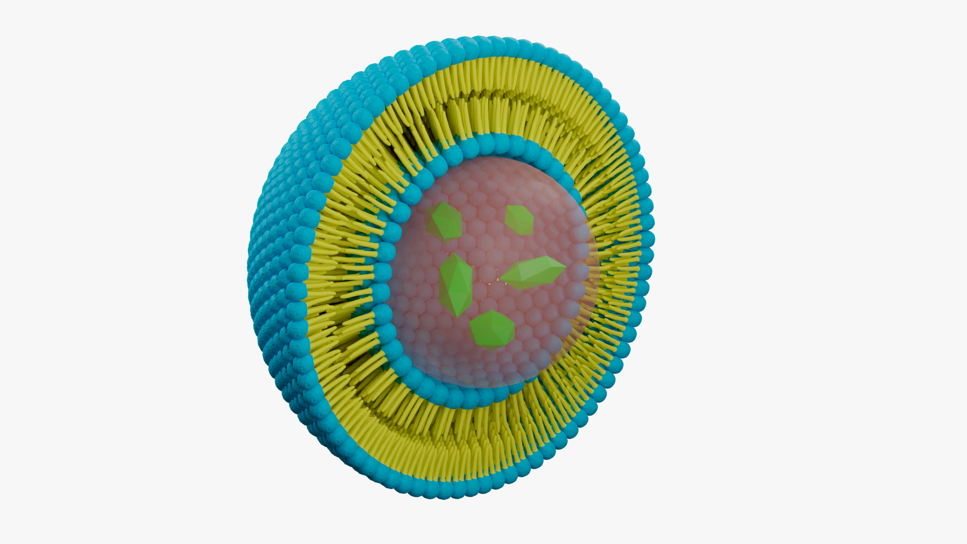 Liposome 3D Model - TurboSquid 1879578