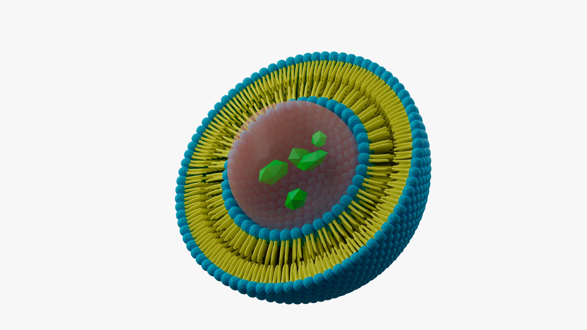 Liposome 3D Model - TurboSquid 1879578