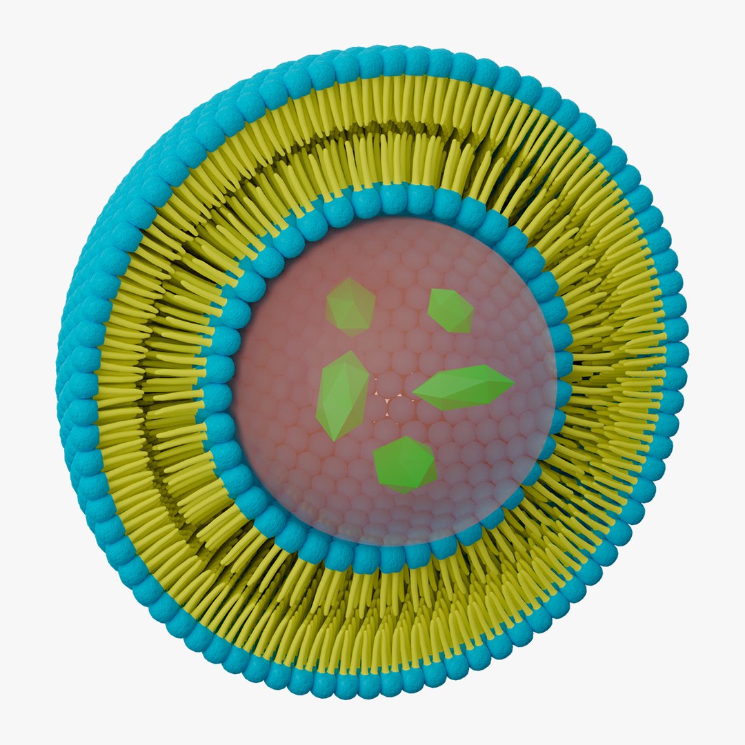 Liposome 3D Model - TurboSquid 1879578