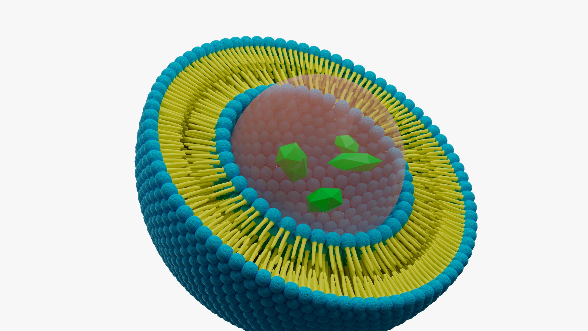 Liposome 3D Model - TurboSquid 1879578