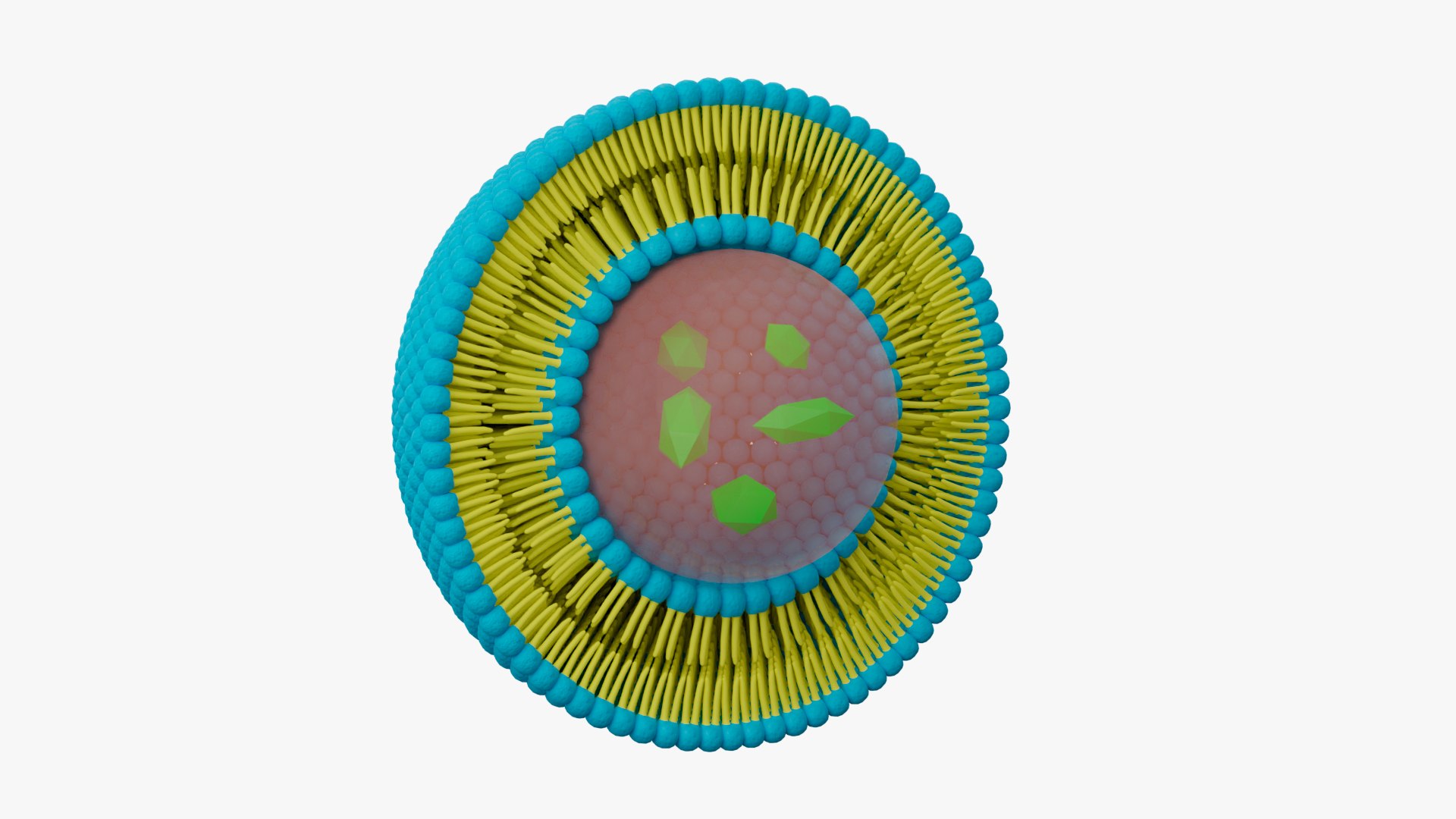 Liposome 3D Model - TurboSquid 1879578