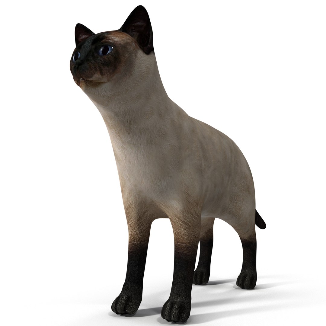 siamese cat rigged 3d model