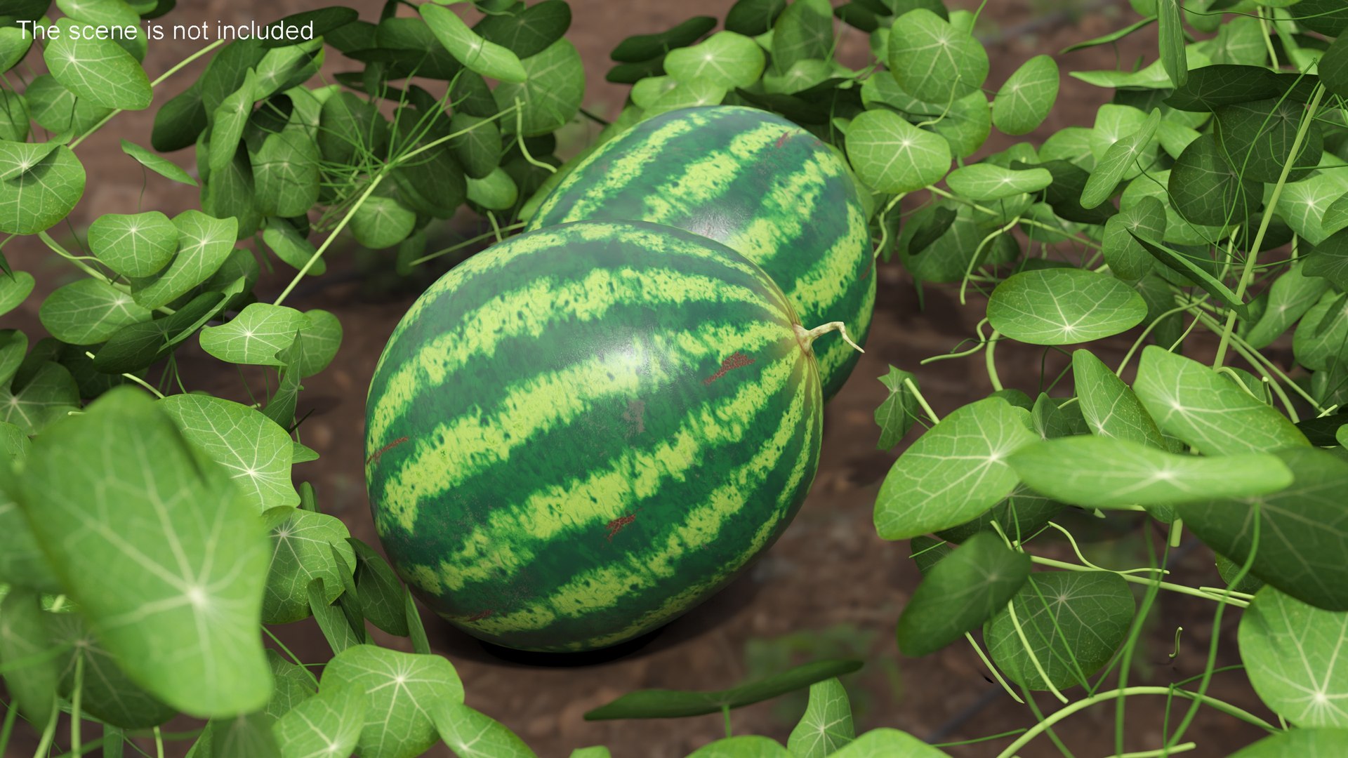 Round Stripped Watermelon 3D Model - TurboSquid 2092661