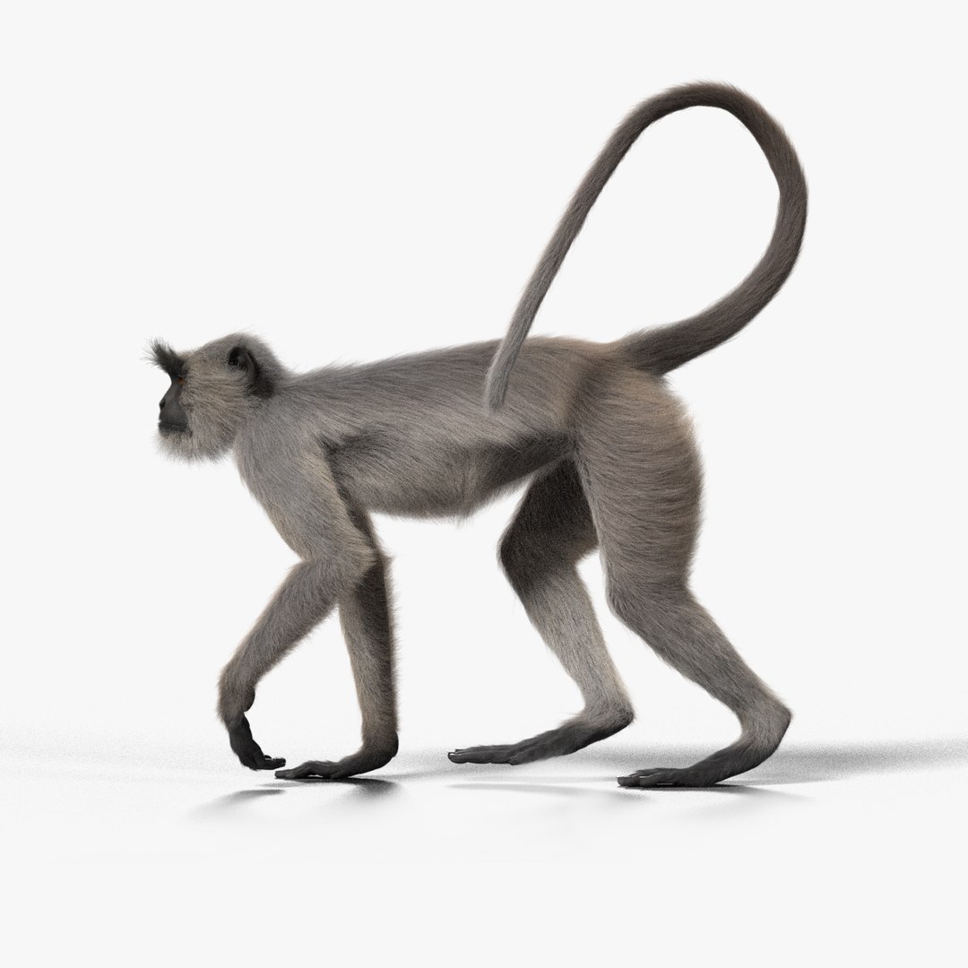 Gray langur Animated 3D model - TurboSquid 2080945