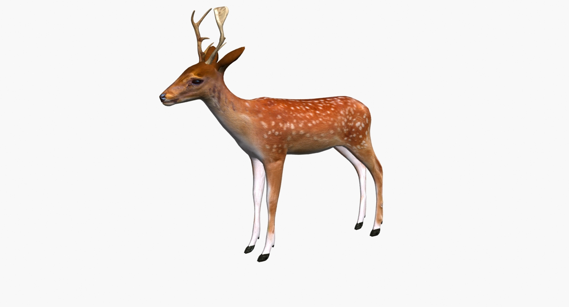 3D Deer Model - TurboSquid 1216159
