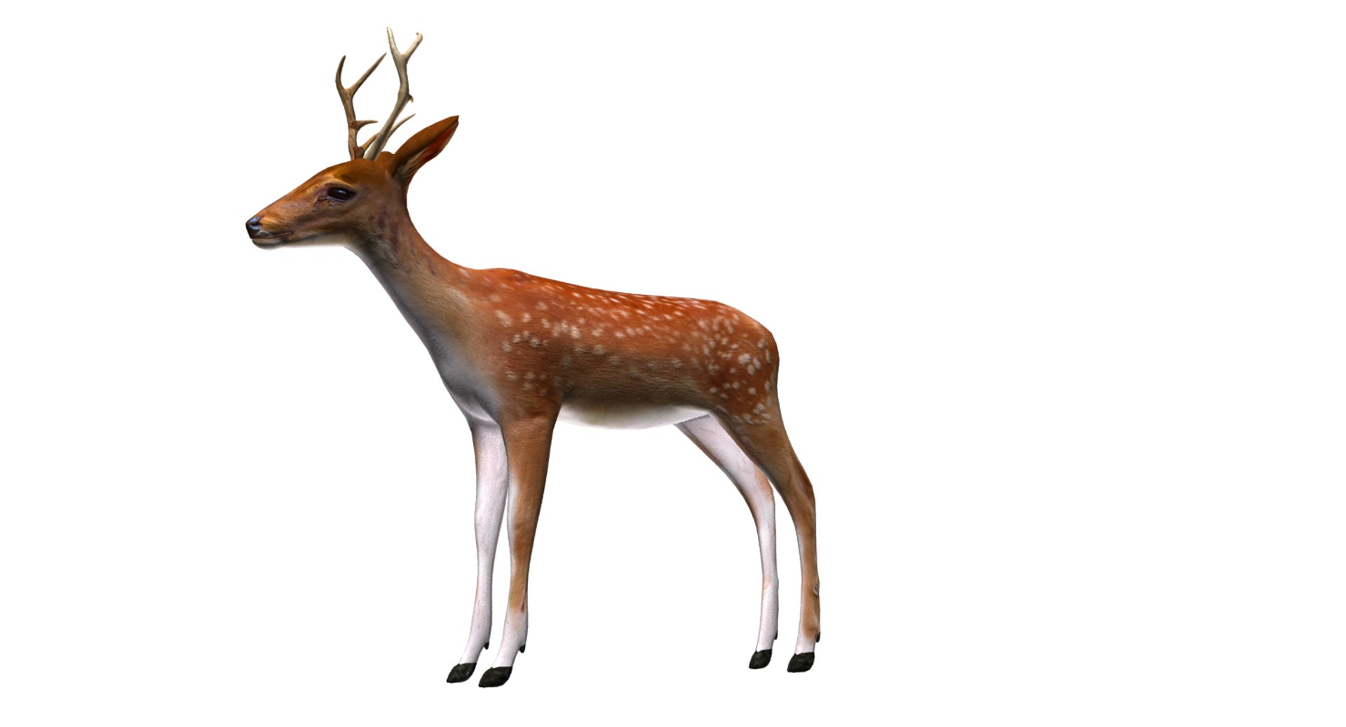 3D Deer Model - TurboSquid 1216159