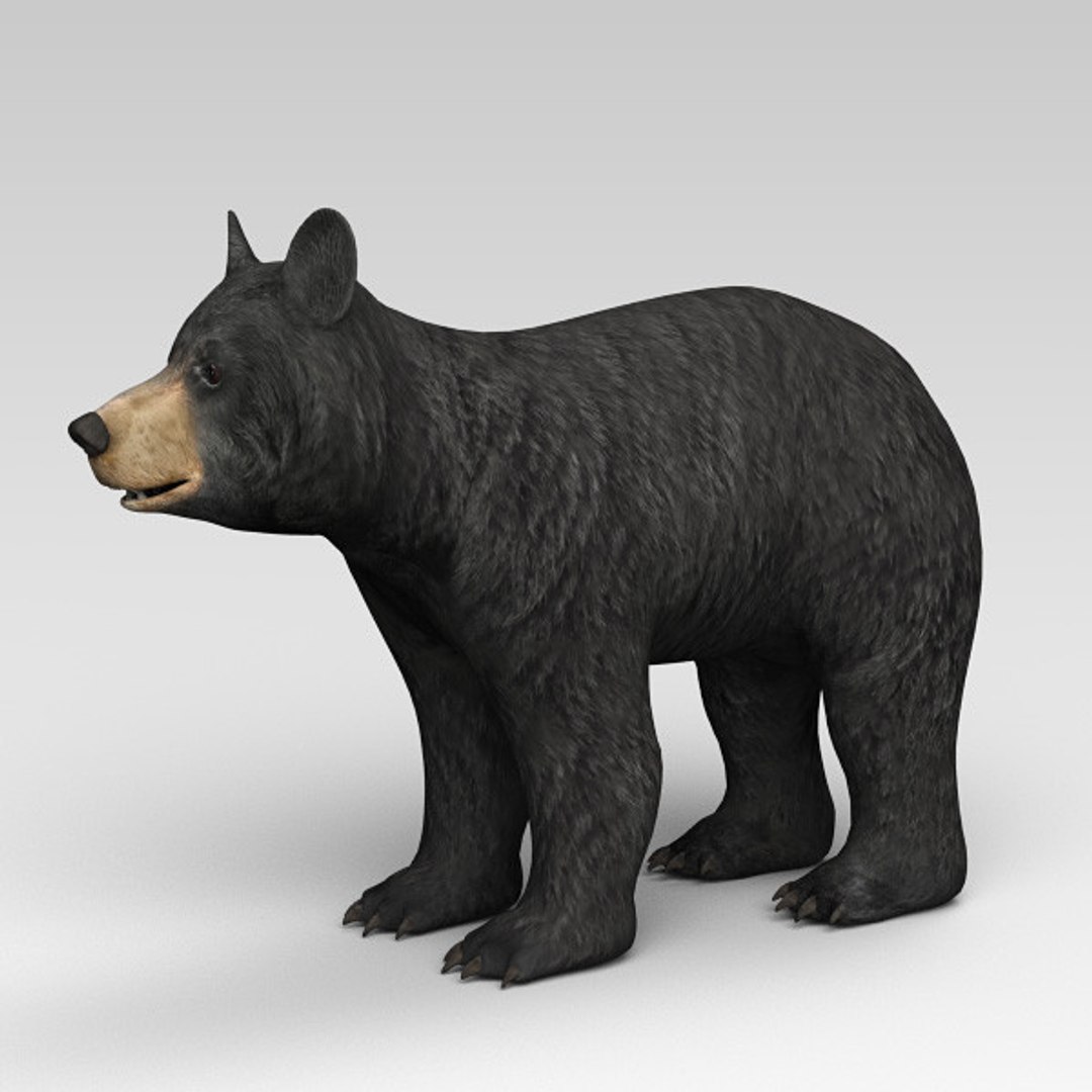 baribal 3d model