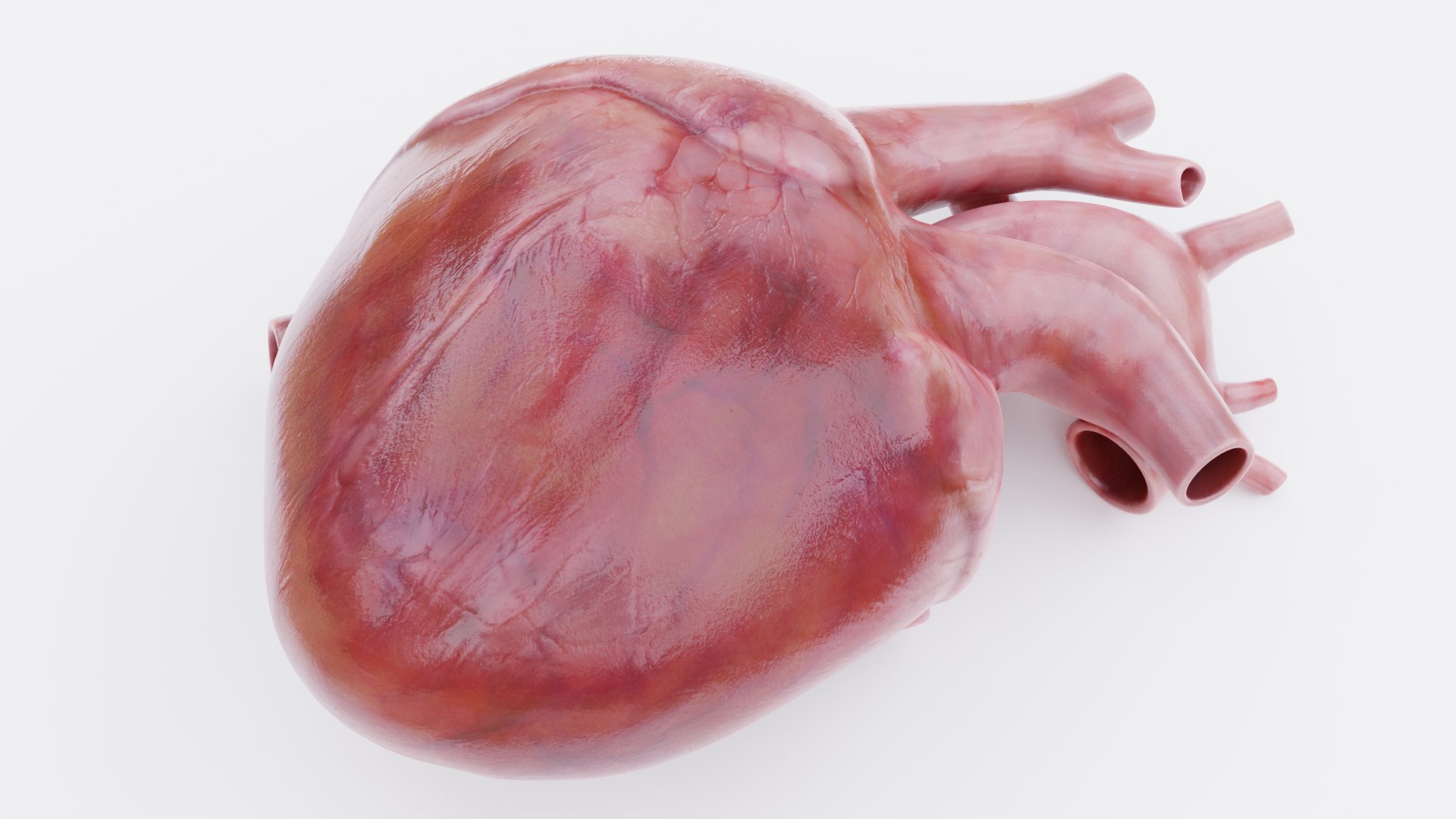 Heart Realistic 3D - TurboSquid 2030393