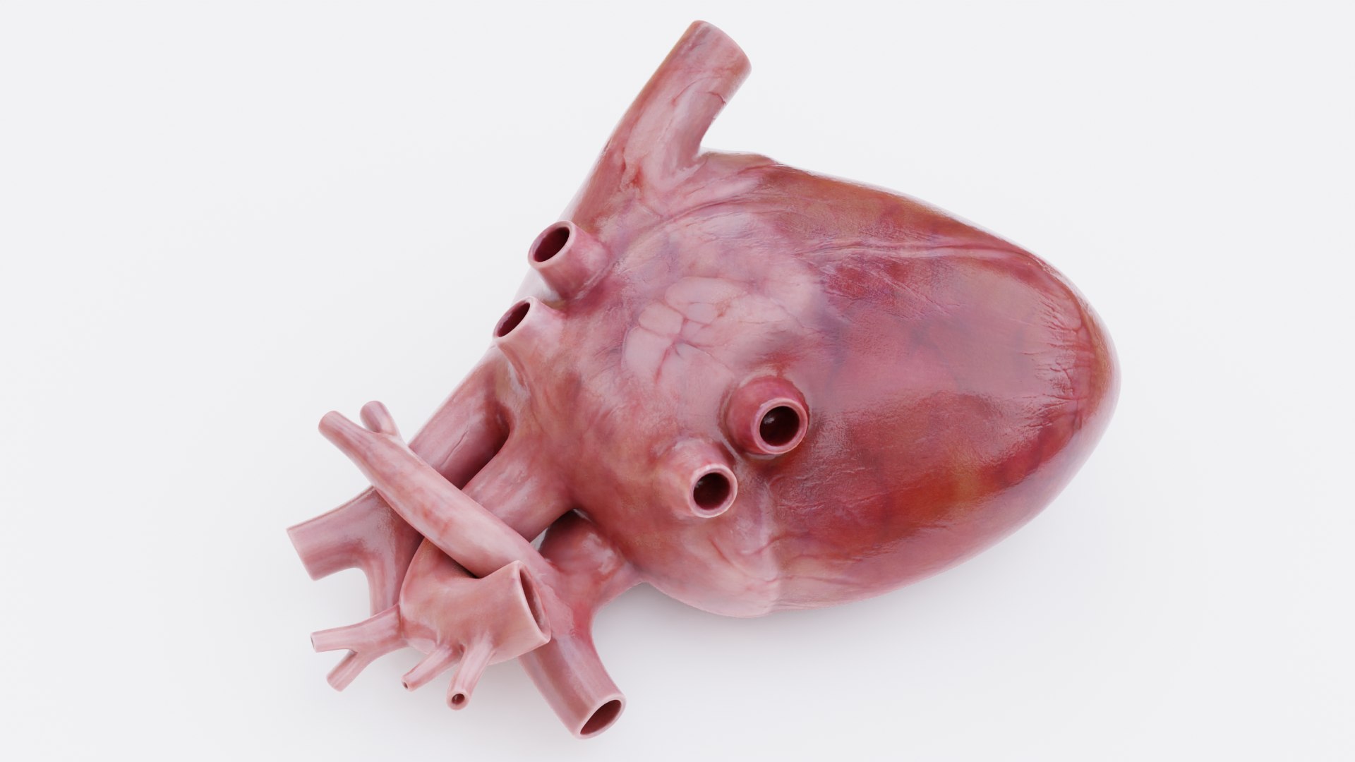 Heart Realistic 3D - TurboSquid 2030393