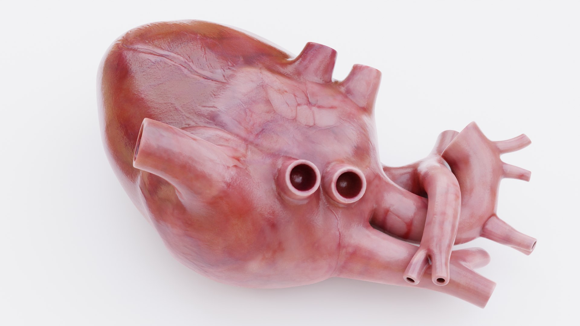 Heart Realistic 3D - TurboSquid 2030393