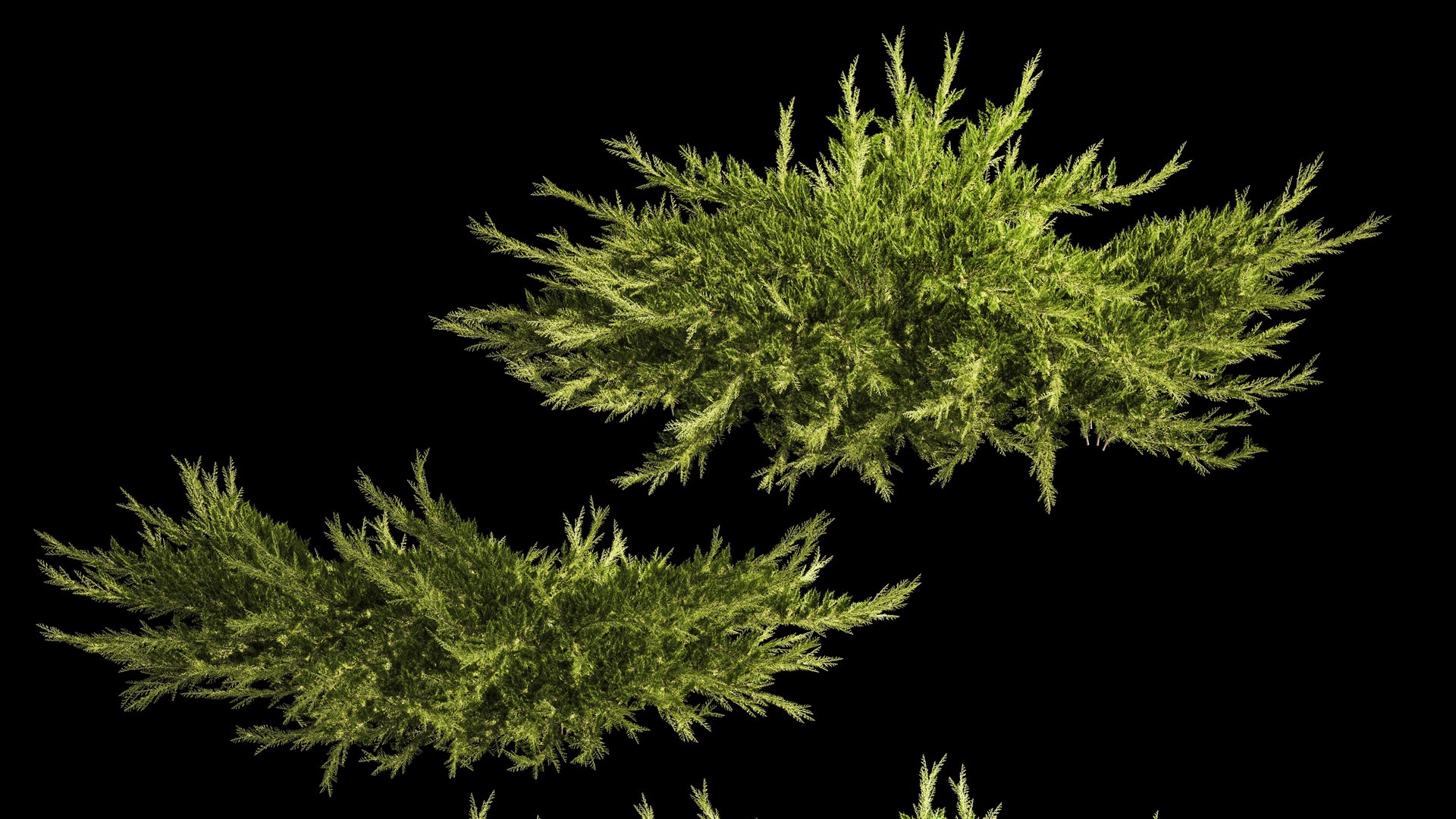 Juniper And Thuja Bushes For Landscape Design 1164 3D Model ...