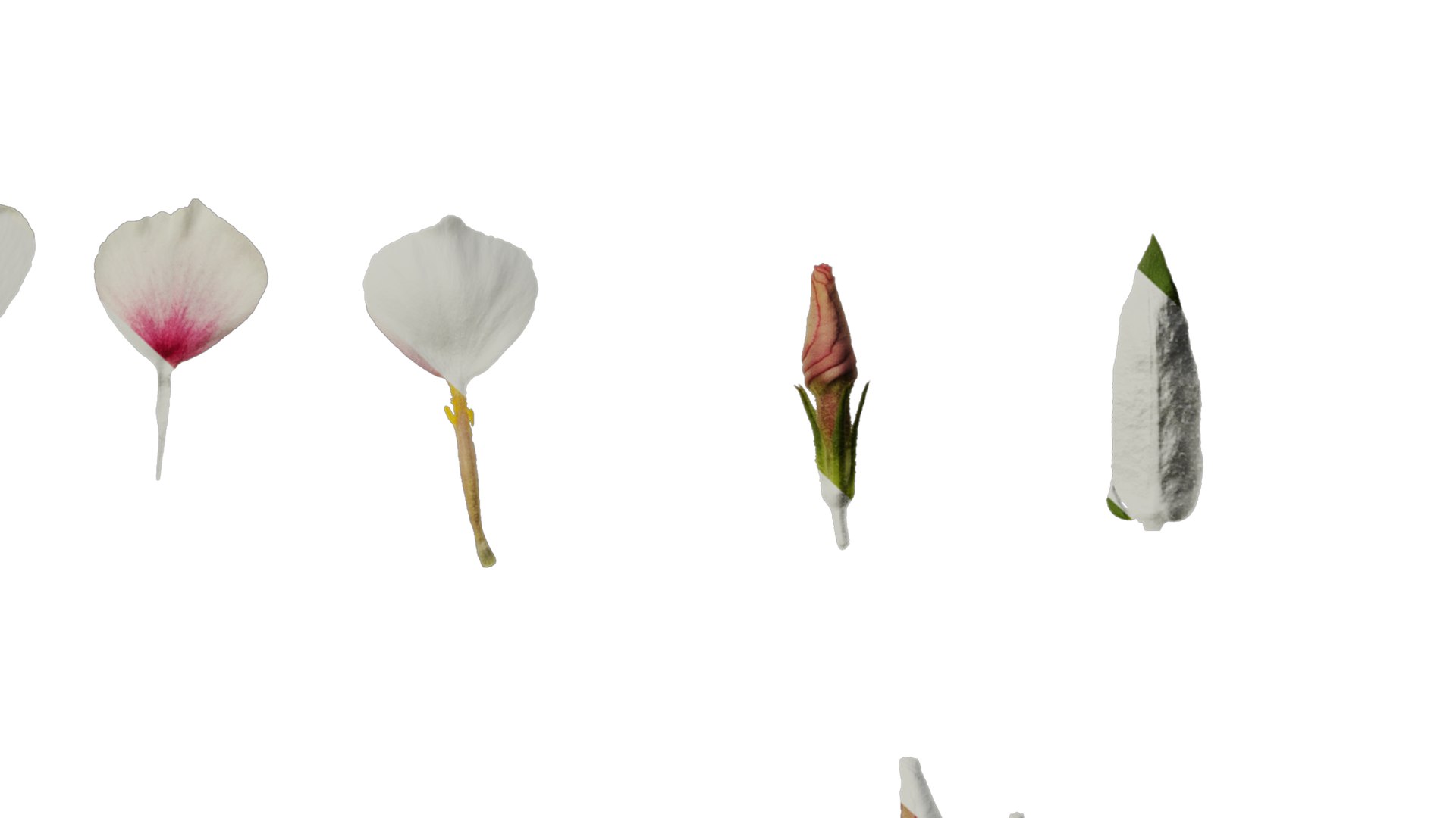 3D Model Anydrafts Phlox Paniculata Flower 02 Textures - TurboSquid 2358006