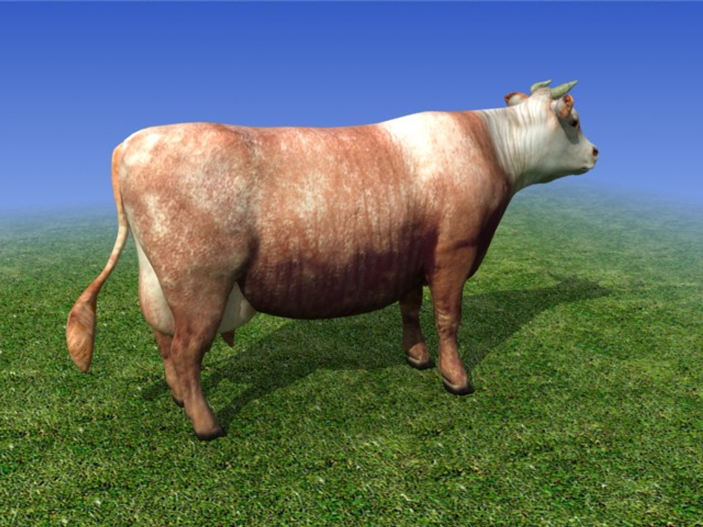 3d Cow Model