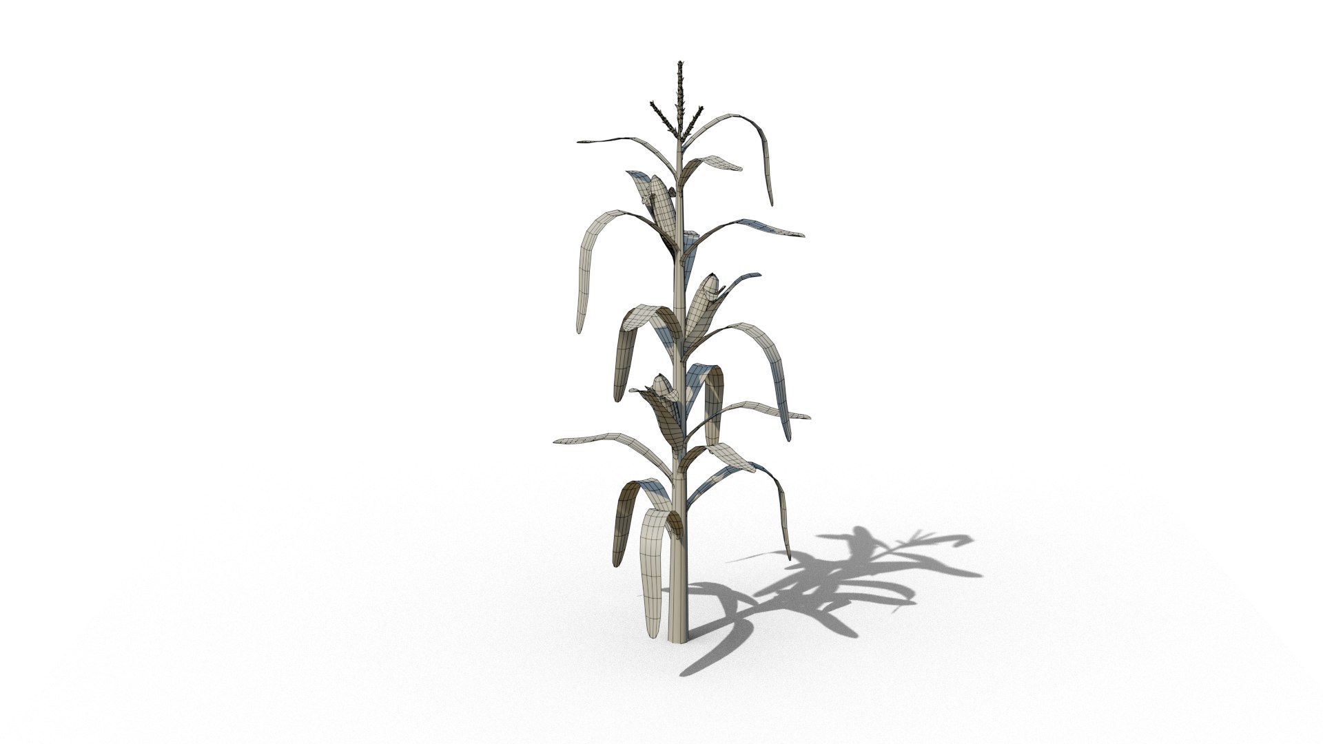 3D Stylized Corn Stalk Model - TurboSquid 1758181
