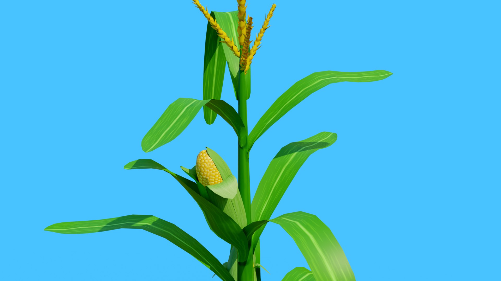 3D Stylized Corn Stalk Model - TurboSquid 1758181