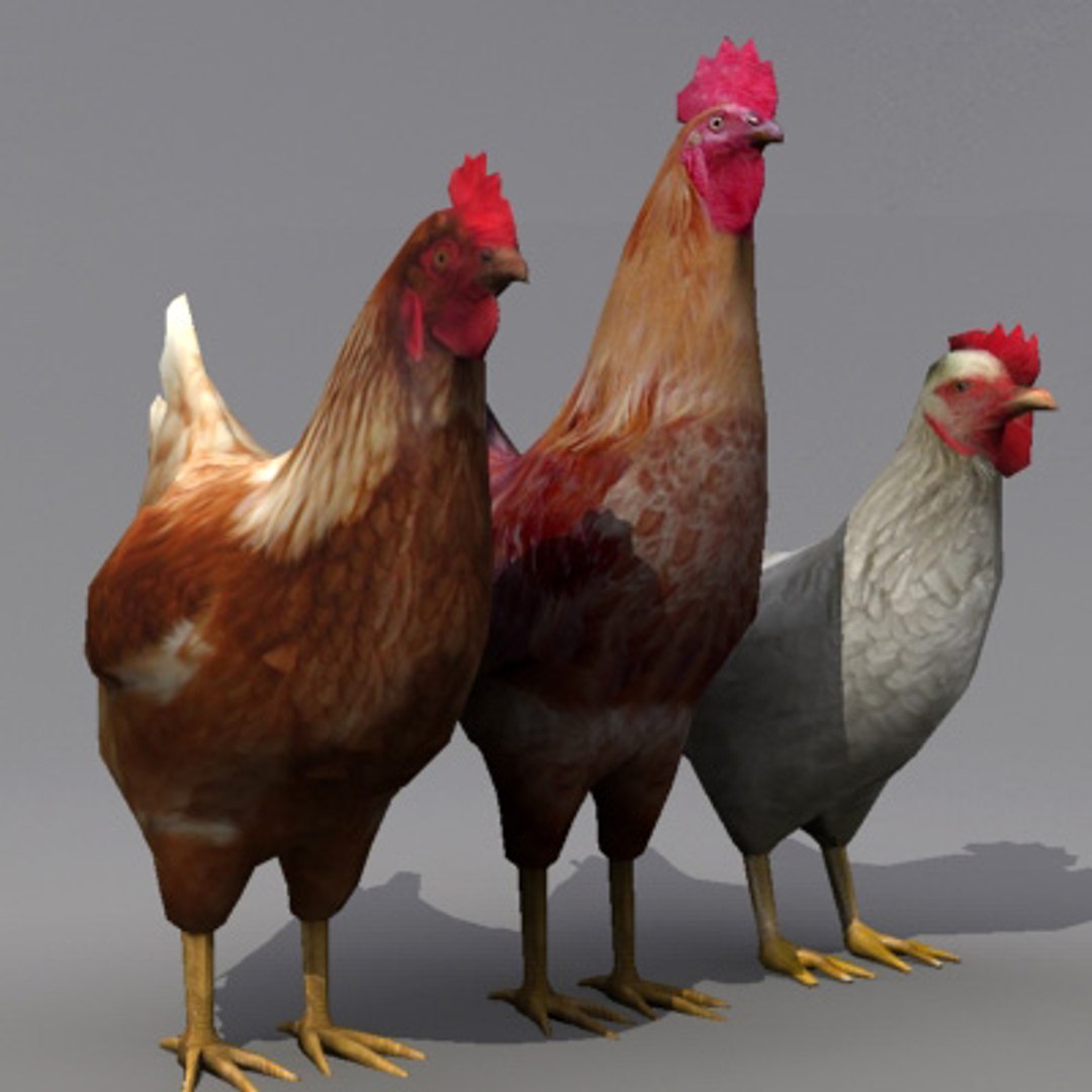3ds Max Rooster Hens