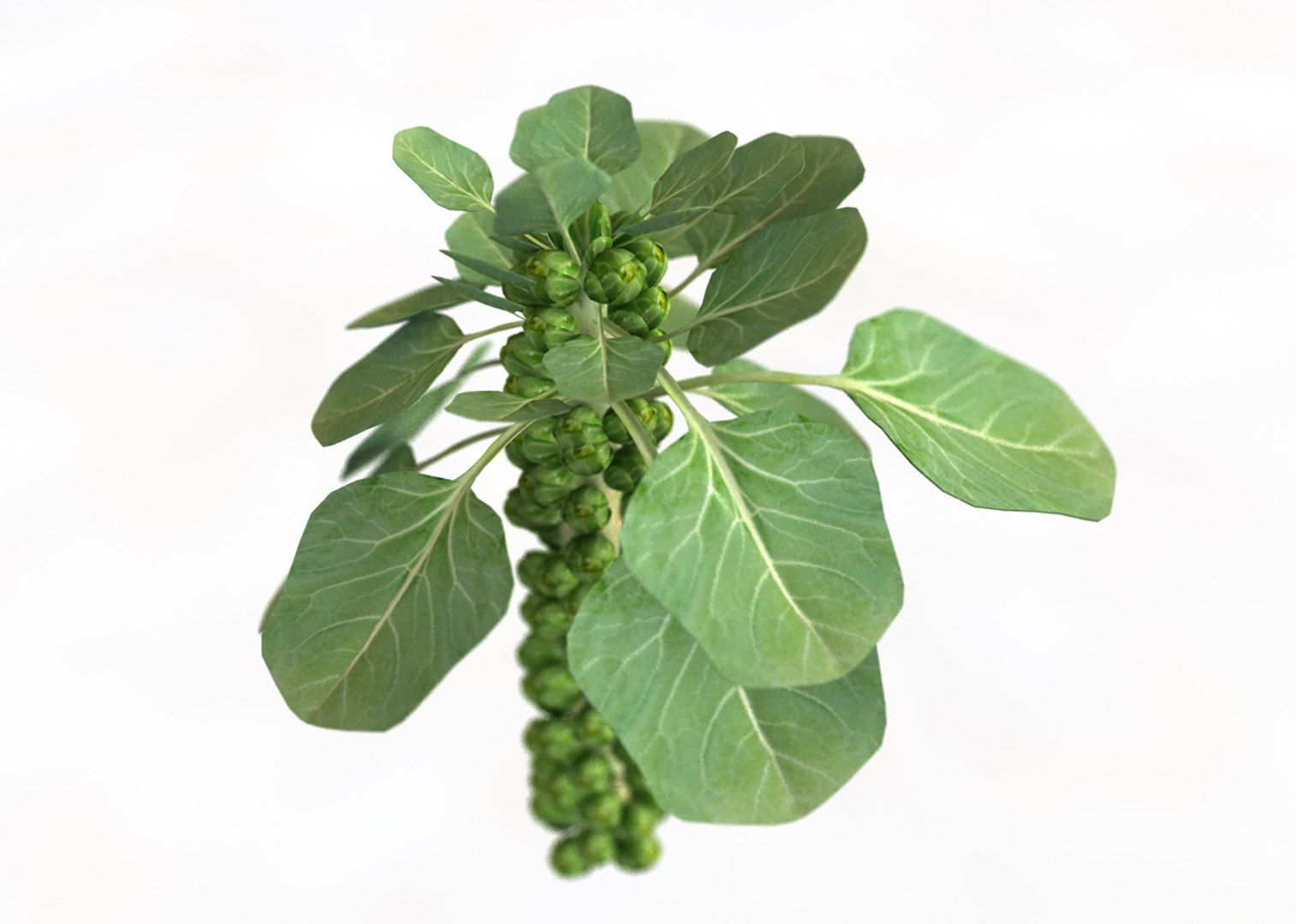 3D Brussels Sprout Model - TurboSquid 1544472